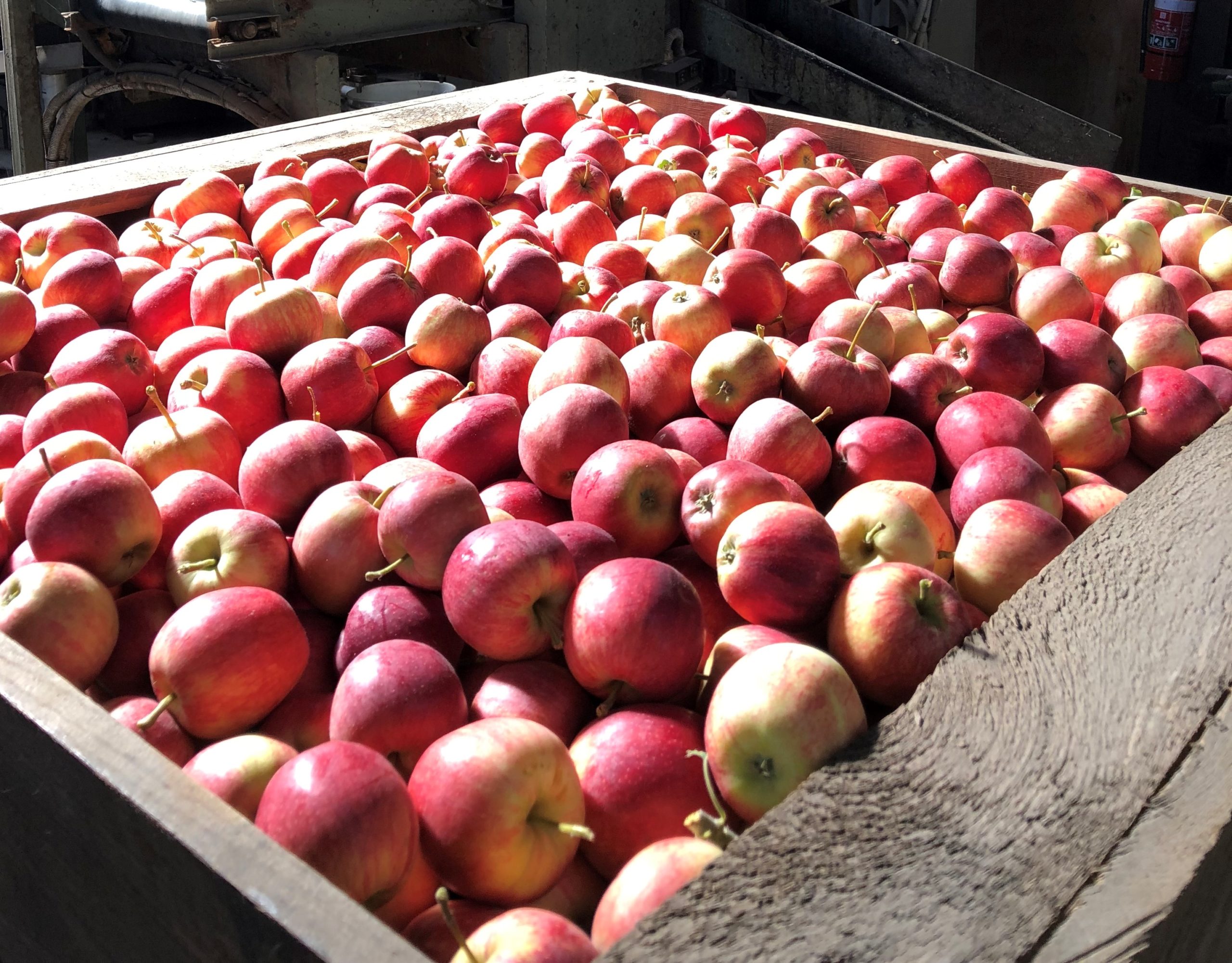 Cider Harvest - Coldstream Brewery
